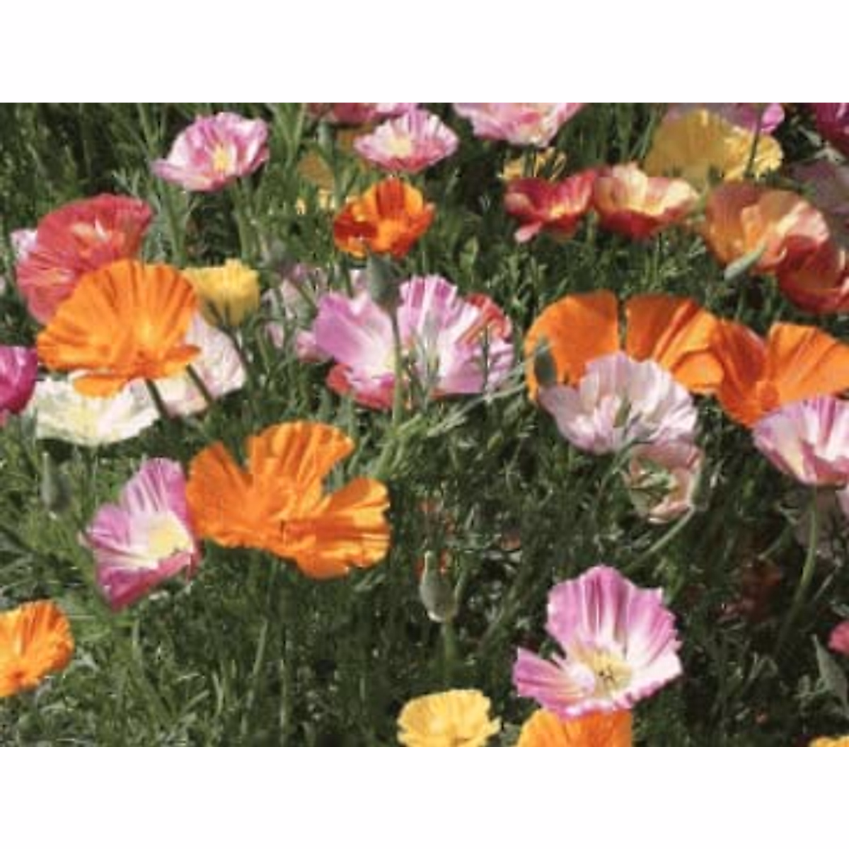 Ballerina California Poppy Mix - California Poppies, 1000+ Flower Seeds Per Packet, (Isla's Garden Seeds), Scientific Name: Eschscholzia californica, 85% Germination Rates, 99.3% Purity