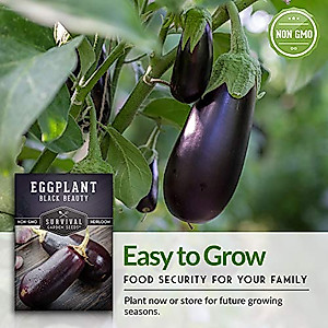 Survival Garden Seeds - Black Beauty Eggplant Seed for Planting - Packet with Instructions to Plant and Grow Purple Aubergine Plants in Your Home Vegetable Garden - Non-GMO Heirloom Variety
