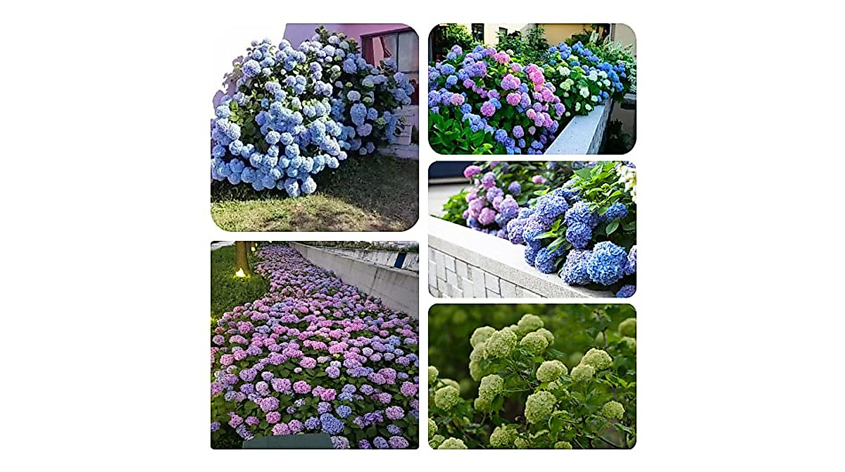 Buy Mixed Hydrangea Seeds - Colorful Non-GMO Blooms