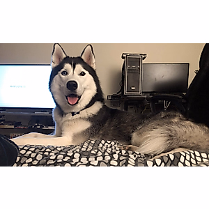 Shelter Pets: Oakland The Dog - 10" Siberian Husky Malamute Plush Toy Stuffed Animals - Based on Real-Life Adopted Pets - Benefiting The Animal Shelters They were Adopted from