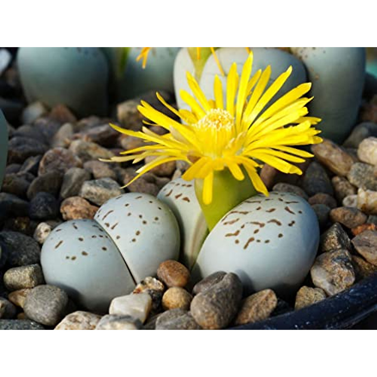 5 Lithops Live Plants 0.4 Inc, White Lithops Living Stones Succulents Planting Ornament Flower Pot Planting Garden Gift