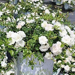 CHUXAY GARDEN White Miniature Rose 100 Seeds Hardy Flowering Plant Great for Bonsai Planting Mini Rare Shurb Grows in Garden and pots