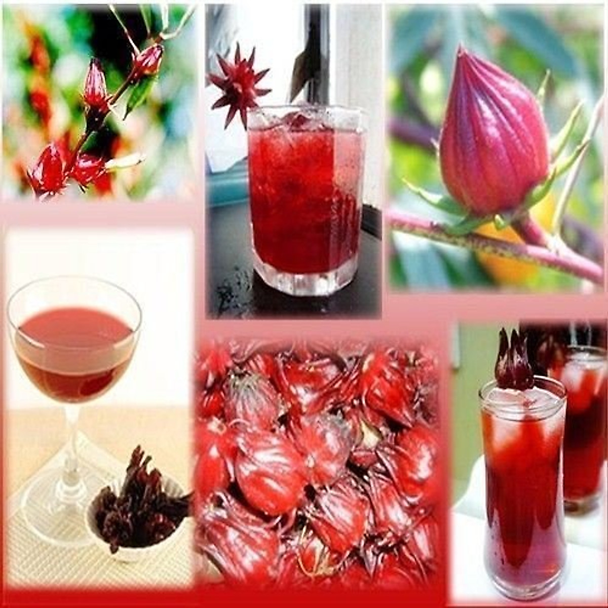 50 Jamaican Sorrel Seeds, Florida Cranberry, Indian Roselle, Hibiscus Sabdariffa