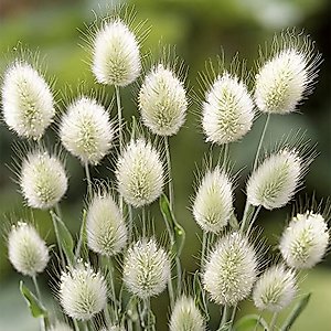 QAUZUY GARDEN 100 Bunny Tails Grass (Hares Tail) Seeds Ornamental Lagurus Ovatus Grass Hardy Drought-Tolerant Easy to Grow Low-Maintenance Great for Pot/Garden