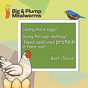 LIWII Dried Mealworms 2 LBS-100% Natural Non GMO High Protein Mealworms for Chicken-Bulk Mealworms for Wild Birds, Chicken Treats, Hamster Food, Gecko Food, Turtle Food, Lizard Food