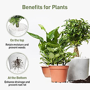 GASPRO 5lbs Gravel, 1/5 Inch White Rocks for Plants, Vases, Natural Decorative Pebbles for Succulents, Terrarium, Cactus, Matte Texture