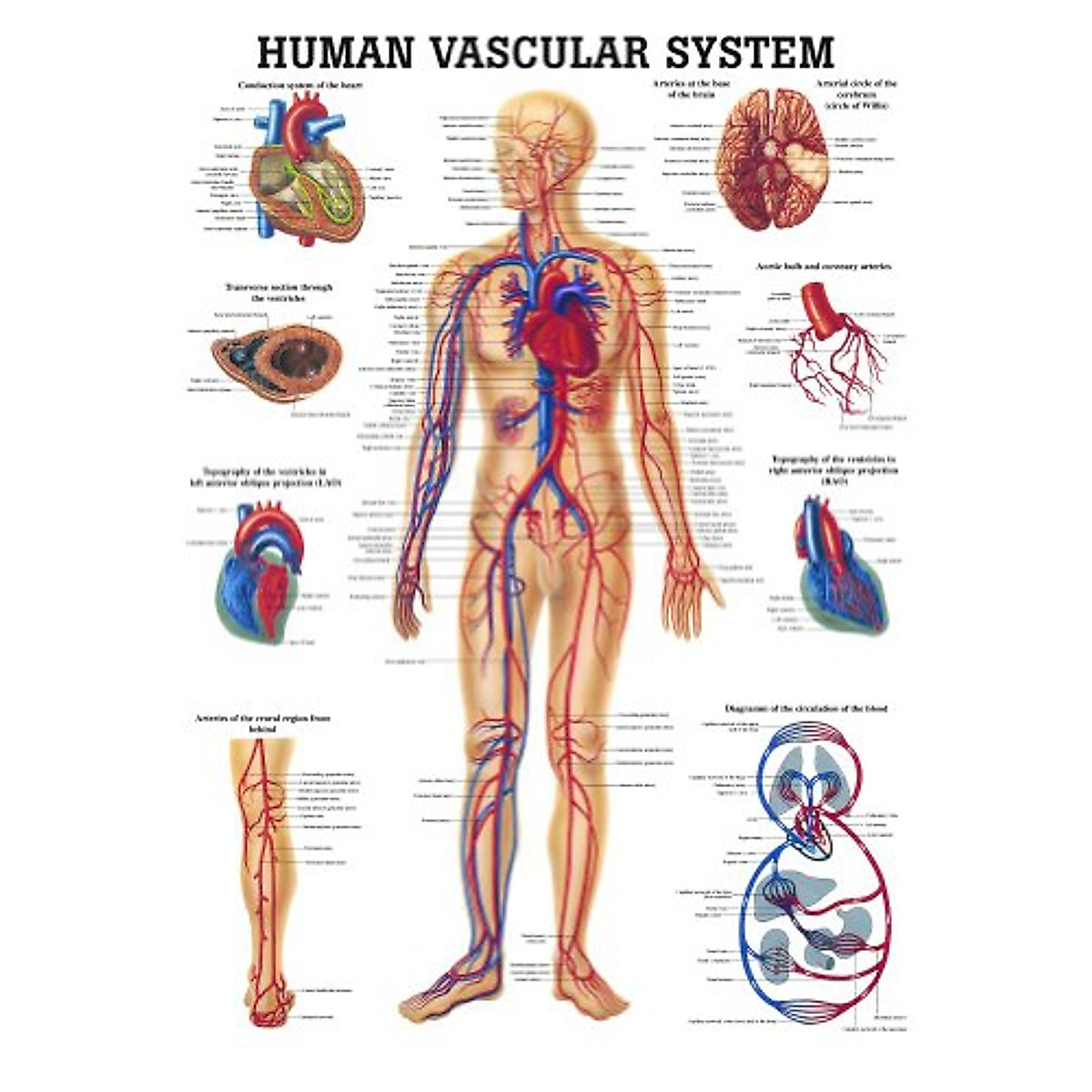 Anatomical Worldwide CH06 The Human Vascular System Laminated Anatomy Chart