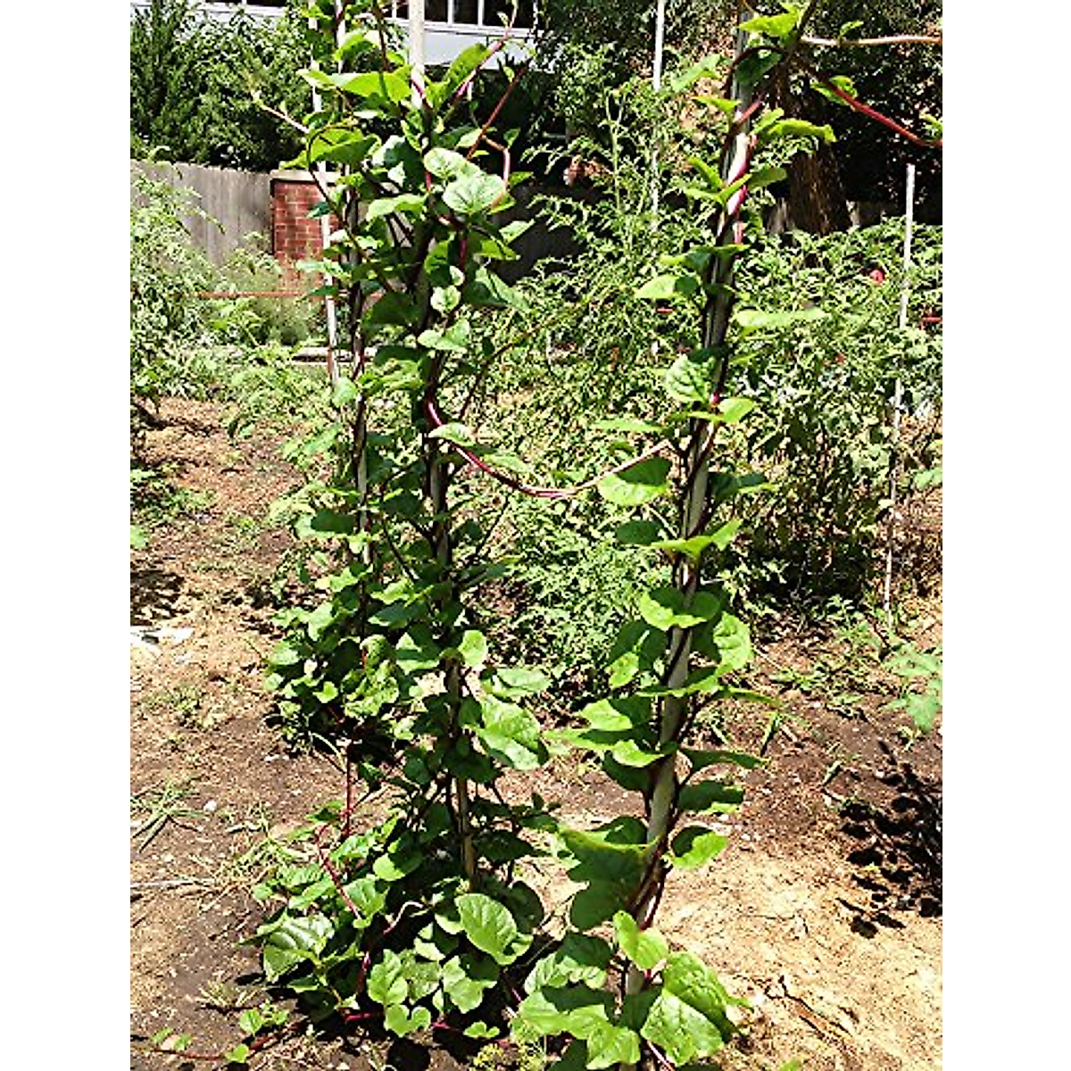 30+ Malabar Red Stem Spinach Seeds Herb Heirloom Non-GMO Phooi Leaf, Red Vine, Alugbati, Vietnamese,from USA