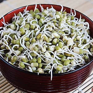 Whole dried Organic Mung Beans aka 'Green Gram' 'Maash' 'Moong' Prewashed Clean Ready to Cook non GMO (Natural, 25 Pound)