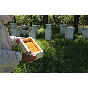 Fresh Bee Pollen Raw Nebraska Bee Pollen 1lb Jar