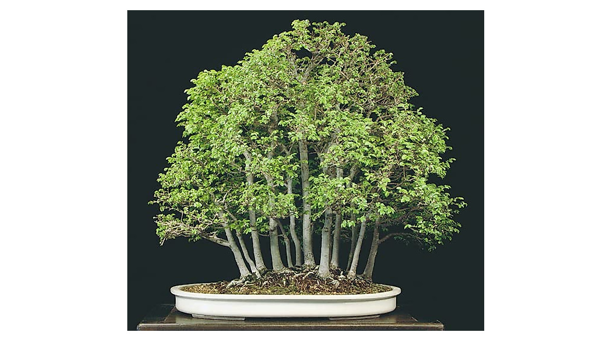 Seiju Dwarf Chinese Elm: Perfect Bonsai Tree