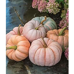Rare Pink Pumpkin Seeds for Planting - 10 Seeds - Porcelain Doll Pumpkins