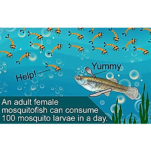 100+ Live Mosquito Fish (Koi Pond) Aquarium Feeder Fish with Hornwort Plant