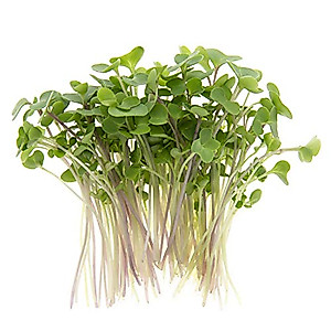 Kale Trio Sprouting & Microgreen Mix | Contains Blue Curled Scotch, Premier & Red Russian Kale Seeds | Heirloom Non-GMO Seeds | Bulk 1 LB Resealable Bag | Rainbow Heirloom Seed Co.