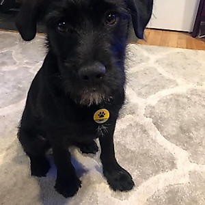 Silent Dog Tag Personalized with 5 Lines of Custom Deep Engraved Durable Soundless Silicone Pet ID Name Tag Round Designer Green