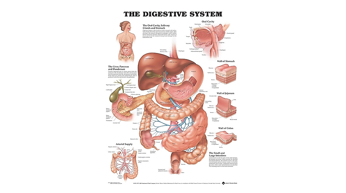 Digestive System Anatomical Chart for Medical Study & Consultation