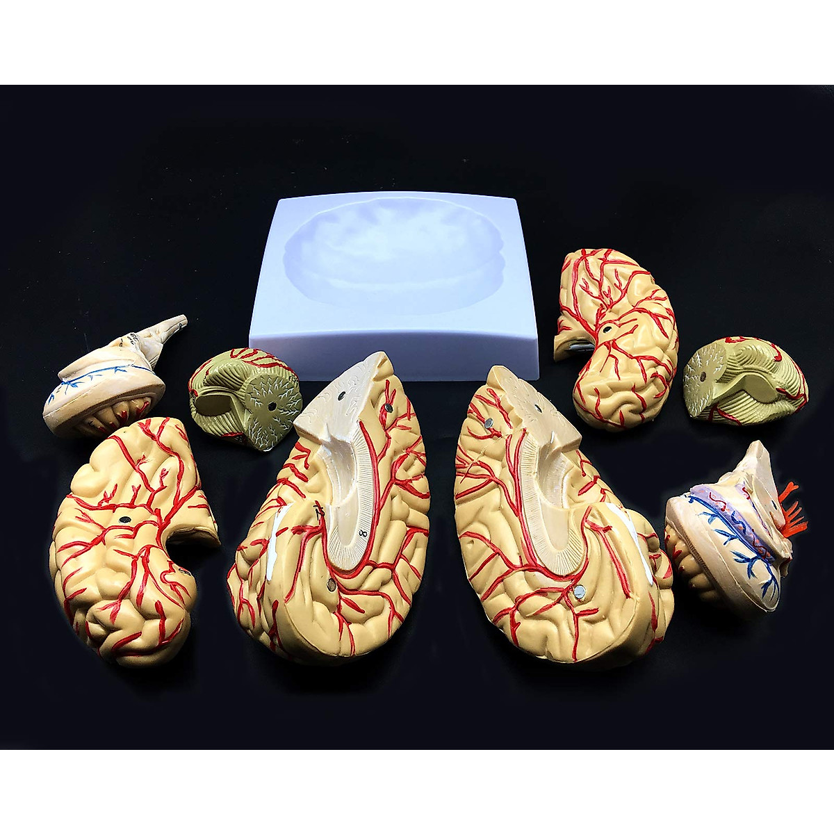 Human Brain Model, Anatomically Accurate Brain Model 8-Part Human Brain Anatomy for Science Classroom Study Display Teaching Medical Model