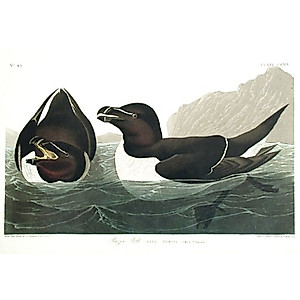 Razor Bill. From"The Birds of America" (Amsterdam Edition)