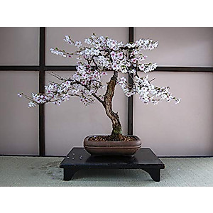 Flowering Cherry Blossom | Tree Seed Grow Kit | The Jonsteen Company