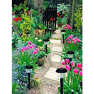 Solario Garden Decor Solar Powered Stake Lights- Pack of 6- Decorative Classic Lamps- Highest Lumen LED Brighter Than Standard- Superior Monocrystalline Panel (Black)