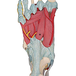 3B Scientific M34/1 Foot Skeleton w/ Ligaments and Muscles - 3B Smart Anatomy