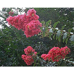 Large Tuscarora Tree Crape Myrtle, Matures 25ft+, Large Watermelon Red Flower Clusters, Most Popular Crape Myrtle, Excellent Shade Tree, Ships 2-4ft Tall, Well Rooted in Pot with Soil (15)