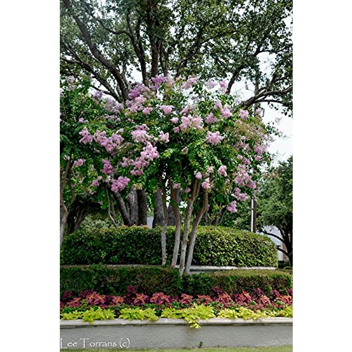4 Pack Muskogee (Lavender) Crape Myrtle Trees - 4 Live Plants - Quart Containers