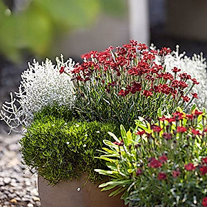 Outsidepride Perennial Irish Moss Low Growing, Mat Forming, Ground Cover Great Between Flagstones - 10000 Seeds