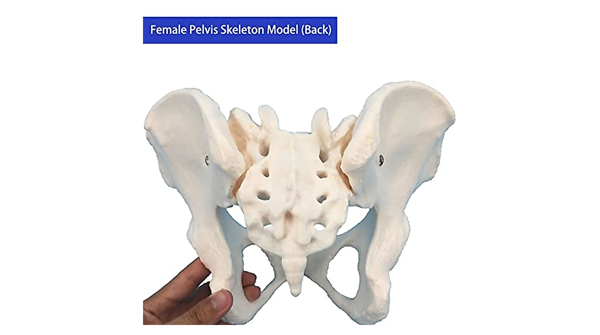 Life-Size Female Pelvis Model for Education | Veipho
