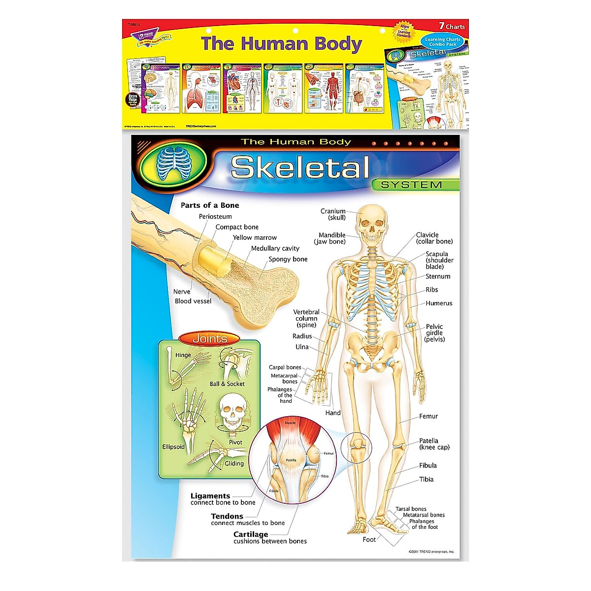TREND ENTERPRISES, INC. T-38913 The Human Body Learning Charts Combo Pack, Set of 7, Multi