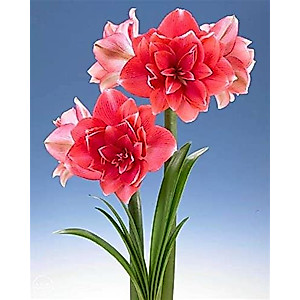 1pcs Amaryllis Bulbs Flowers Flowering Bulbs Exotic Beautiful Spectacular Flowers Bulb for Home Garden Planting.