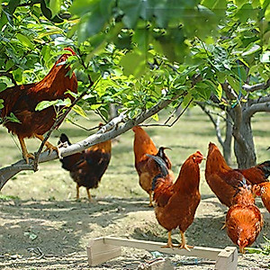 POPETPOP 2pcs Chicken Perch Wooden Roosting Bar for Coop and Brooder Bird Perch for Large Bird Baby Chicks Pollos Gallinas Polluelos Parrots