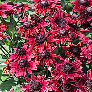 Outsidepride Annual Rudbeckia Hirta Cherry Brandy Garden Flowers - 25 Seeds
