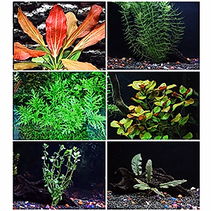 California Bundle - 25+ Stems / 6 Species Live Aquarium Plants Package