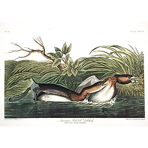 American Pied-bill Dobchick. From"The Birds of America" (Amsterdam Edition)