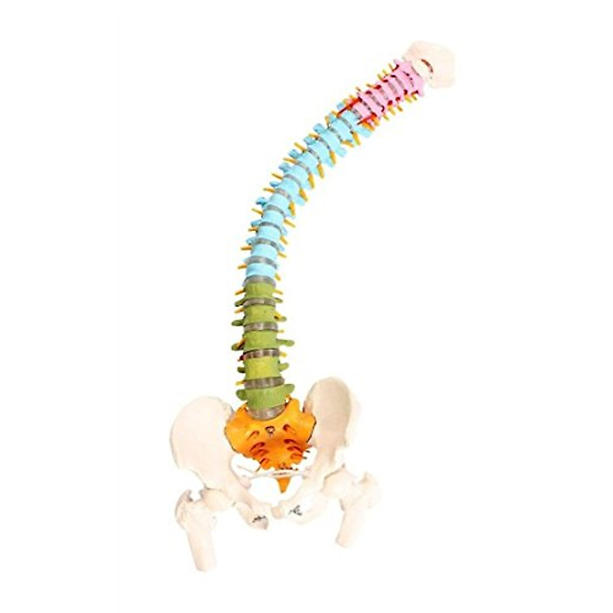 Wellden Medical Anatomical Super Flexible Spine Model with Pelvis and Femur Heads, Color Coded, Life Size