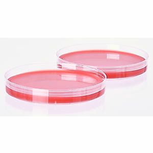 Blood Agar Plate, 5% Sheep Blood in Tryptic Soy Agar (TSA) Base, 15x100mm Plate, Order by The Package of 100, by Hardy Diagnostics