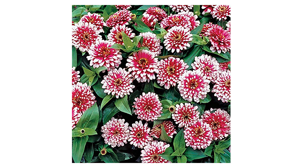 Buy Outsidepride Zinnia Swizzle Cherry Ivory Seeds - Drought Tolerant ...