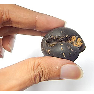 phoenix888 XUETZALCOATL Sacred Surya Maha Vishnu Buddha Dev Shaligram Nepal Kali Gandaki