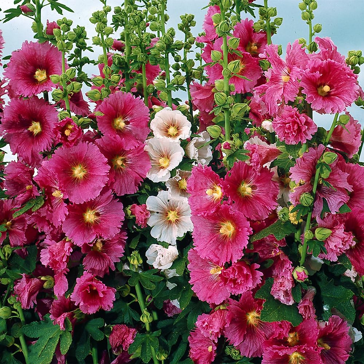 400+ Mix Hollyhock Seeds for Planting (Alcea Rosea) Multicolored Double Hollyhock