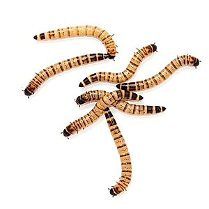 Surmen Legacy Live Superworms 300 Count Gut-Loaded (1.5-2 inches)