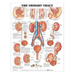 The Urinary Tract Anatomical Chart