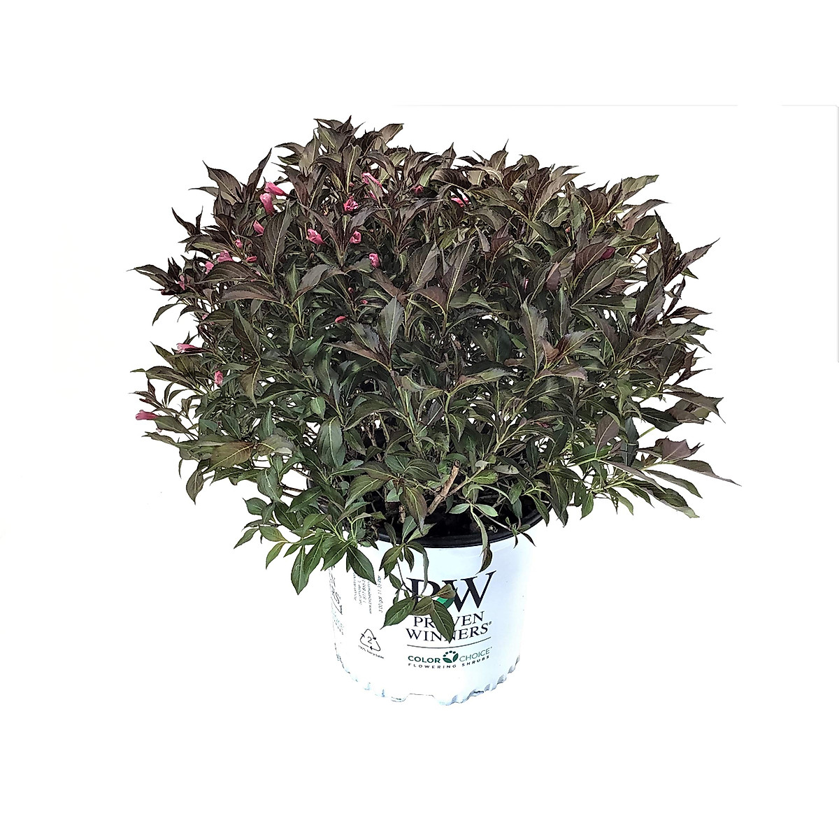 Premier Plant Solutions 10815 Proven Winners Weigela Wine & Roses, 3 Gallon