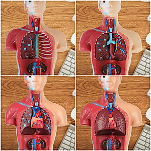 2024 Newest Human Body Model for Kids 14 Pcs Removable 11 inch Human Torso Anatomy Model with Heart Head Skull Brain Skeleton Model for Preschool & School Medical Education Display, Ages 4+