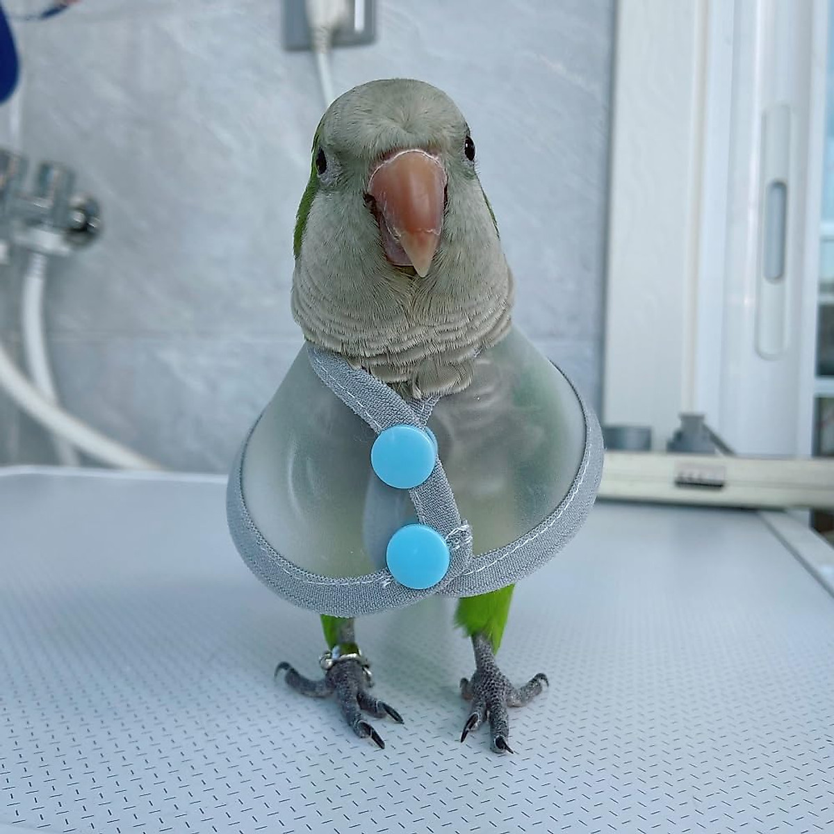 Adjustable Parrot Cone Collar, Safe and Practical Cotton Collar to Prevent Bites and Licking Wounds, to Help heal (M)