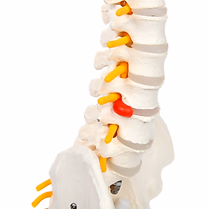 Axis Scientific 15.5" Mini Spine Model with Vertebrae,Nerves,Arteries, Lumbar Column,Male Pelvis - Human Anatomy Model for Education & Study - Includes Stand/Product Manual - Plastic Spine Model