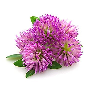 Todd's Seeds Red Clover Seeds, Non-GMO, Chemical Free, High Germination (1/4 Pound)