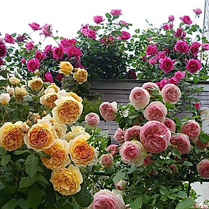 200+ Mix Climbing Rose Seeds for Planting Outdoors Ornamental Climbing Flowers Rosa Bush Vine Climber Long-Blooming