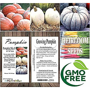 Big Pack (80-90+) Dill Atlantic Giant, Casper White, Cinderella Rouge VIF D'Etampes, & Jarrahdale Blue Pumpkin Seeds - Non-GMO Seeds by MySeeds.Co (Big Pack - Pumpkin Mix II)