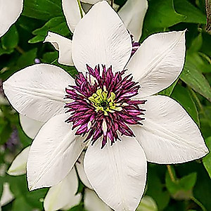 YEGAOL Garden 50Pcs White Purple Clematis Seeds Climbers Perennial Flower Seeds GMO Free Attract Butterflies & Hummingbirds Garden Courtyard Cottage Potted
